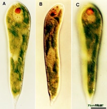 Euglena(유글레나): Euglena caudata/Euglena gracilis : 네이버 블로그