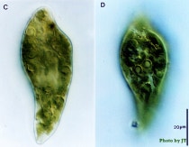 Euglena(유글레나) : Euglena obtusa : 네이버 블로그