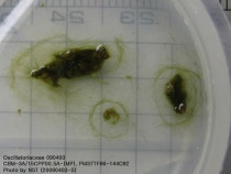 cf. Phormidium 090403 (가죽흔들말, 포르미디움) : 네이버 블로그