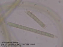 cf. Phormidium 090403 (가죽흔들말, 포르미디움) : 네이버 블로그