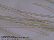 cf. Phormidium 090403 (가죽흔들말, 포르미디움) : 네이버 블로그