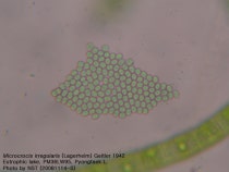Microcrocis irregularis (Lagerheim) Geitler (남조류) : 네이버 블로그