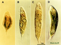 Euglena(유글레나) : Euglena agilis/Euglena archaeoplastidiata : 네이버 블로그