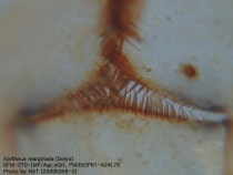 언저리잠자리(Epitheca marginata (Selys)) : 네이버 블로그