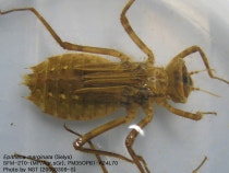 언저리잠자리(Epitheca marginata (Selys)) : 네이버 블로그