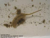 Syrphidae 090514 (꽃등에과) : 네이버 블로그