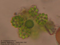 Coelastrum 081017 (코엘라스트룸) : 네이버 블로그