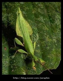 처음보는 곤충들 [2] : 네이버 블로그