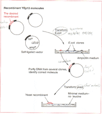 7. Cloning Vectors for Organisms Other than E. coli : 네이버 블로그