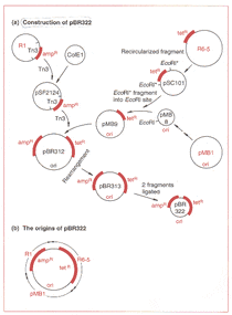6. 대장균(E. coli) 용도의 클로닝 벡터 : 네이버 블로그